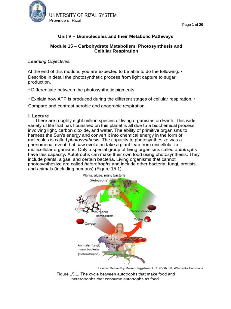 BIOCHEM 1 Biochemistry - Module 15 | PDF