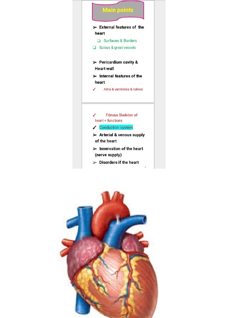 Anatomy of The Heart | PDF