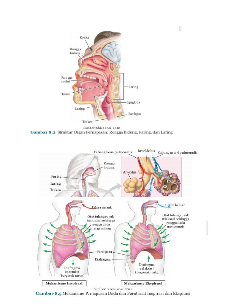Gambar Ipa Paru Paru | PDF