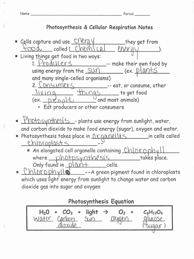 Cellular Respiration and Photosynthesis Notes - Completed | PDF