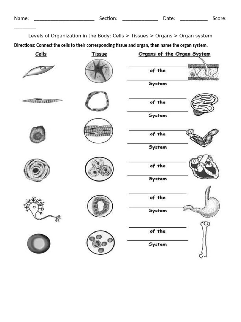 Levels of Organization in The Body - Cells, Tissues, Organs, Organ ...