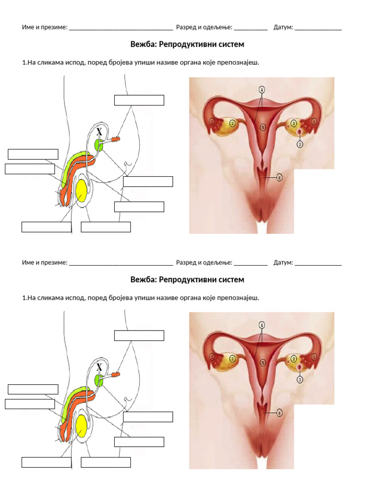 Vezba Reproduktivni | PDF