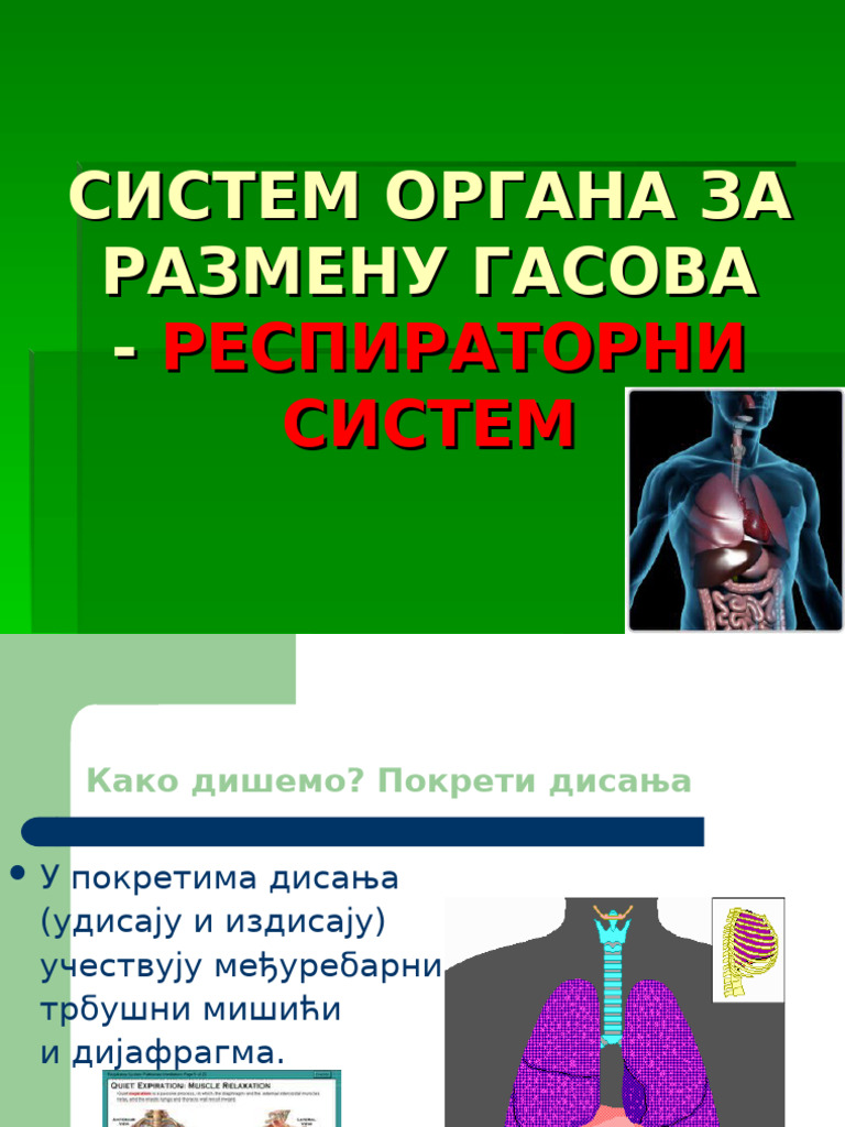 1.Organi za disanje | PDF