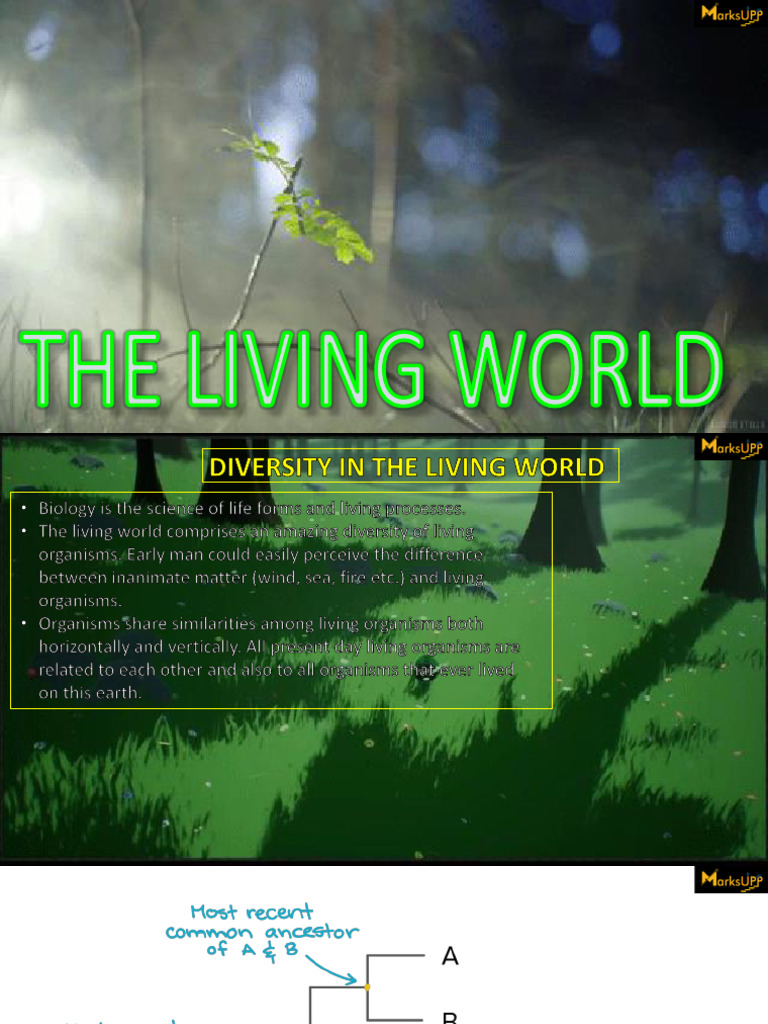 Living World | PDF
