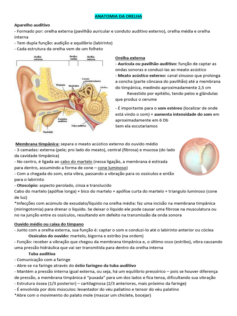 Anatomia Da Orelha | PDF