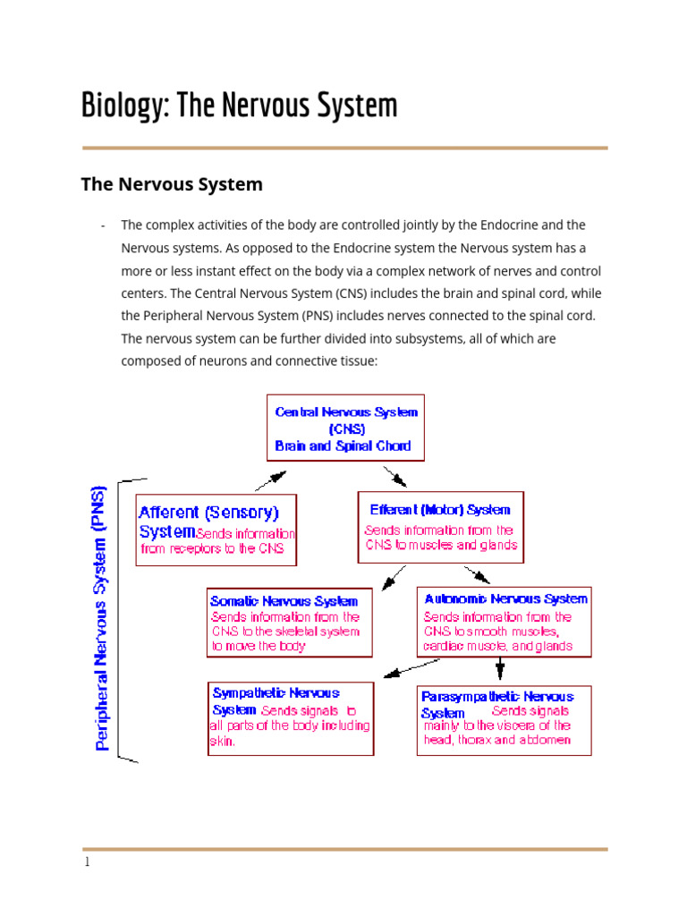 Nervous System | PDF