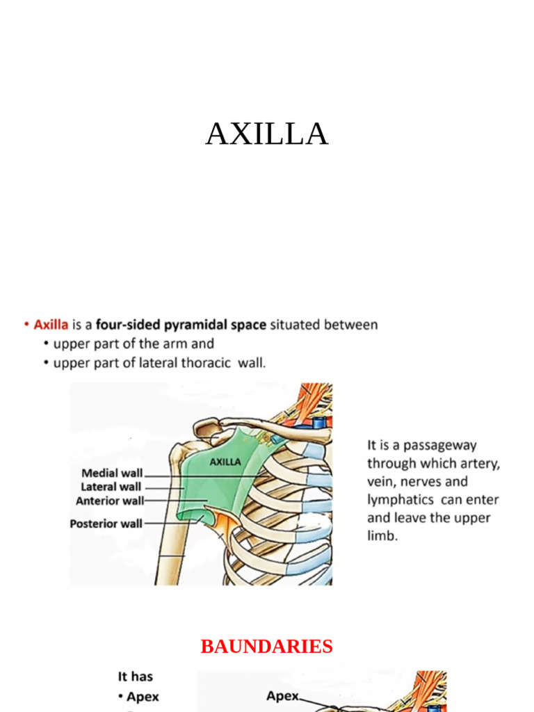 AXILLA | PDF | Human Anatomy | Foreign Language Studies