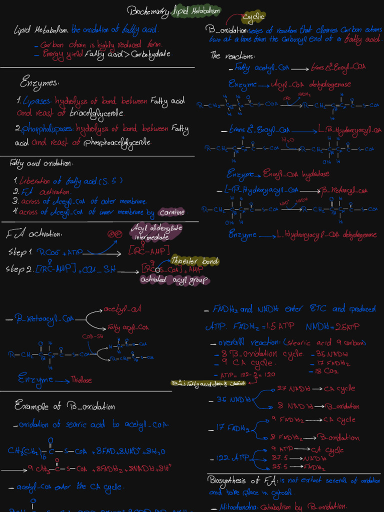 Lipid Metabolism | PDF