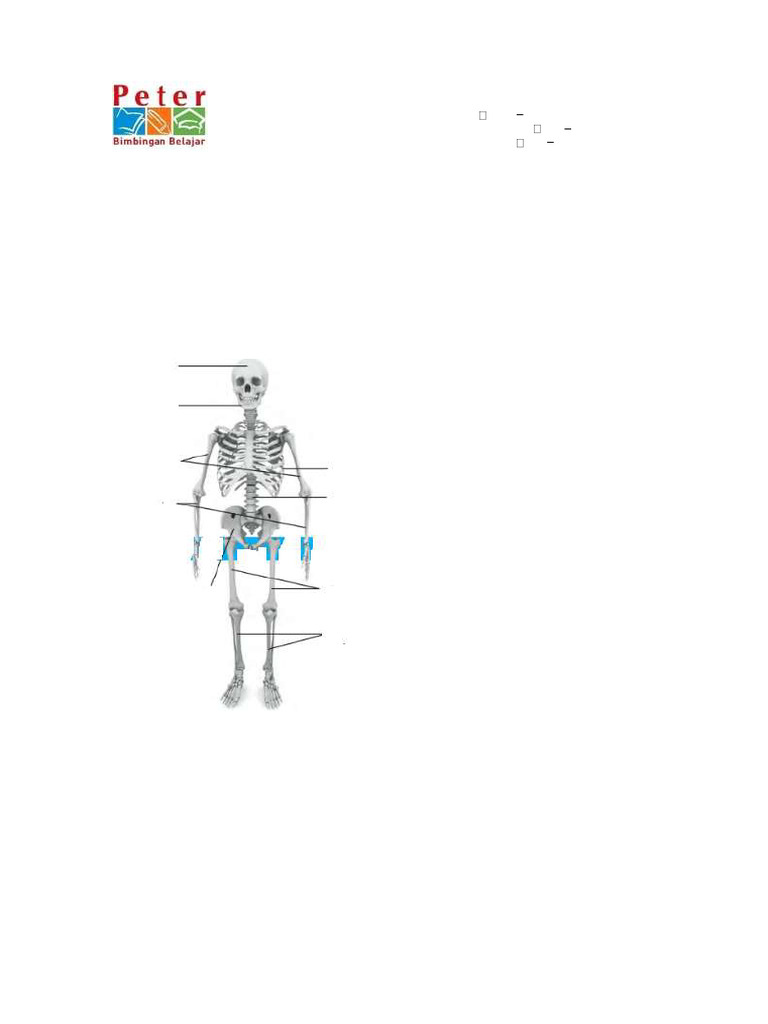 exercise skeleton and muscles grade 4 science | PDF