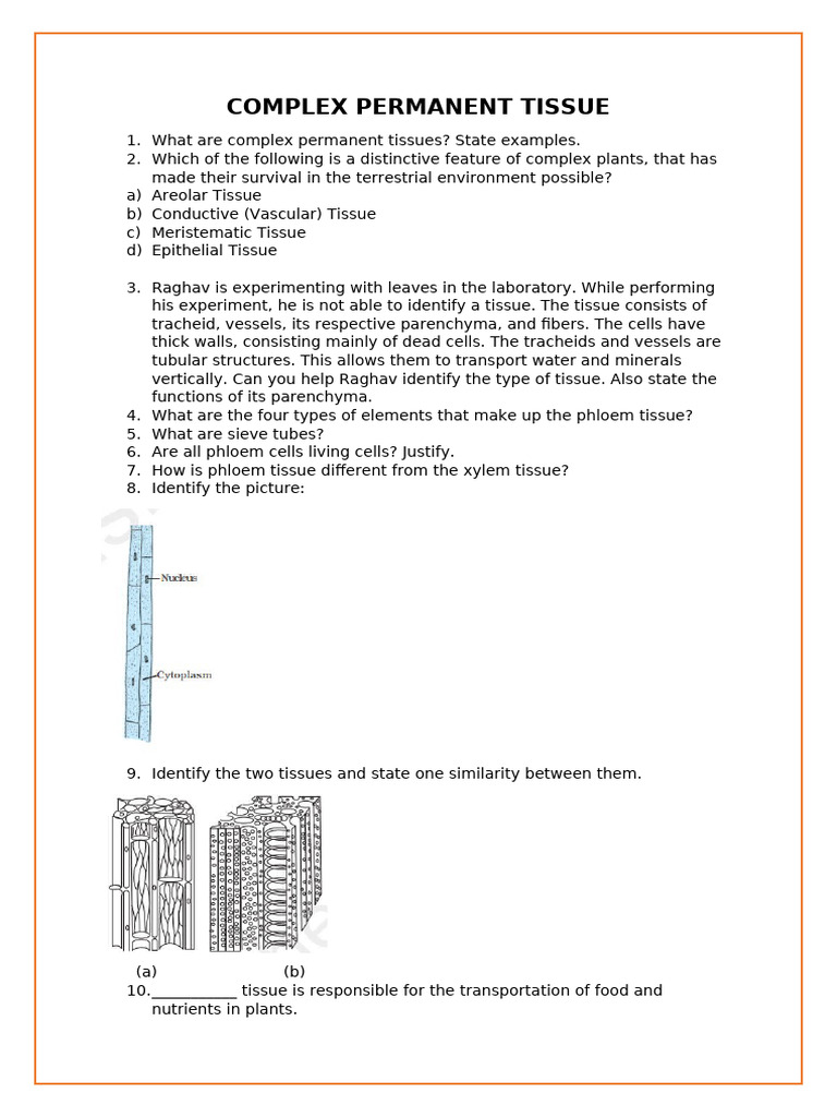 Complex Permanent Tissue Questions | PDF