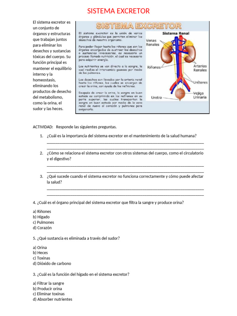 Sistema Excretor | PDF