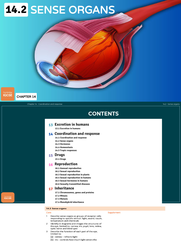 Chapter 14 Sense Organs | PDF