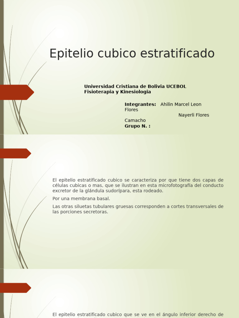 Epitelio Cubico Estratificado | PDF