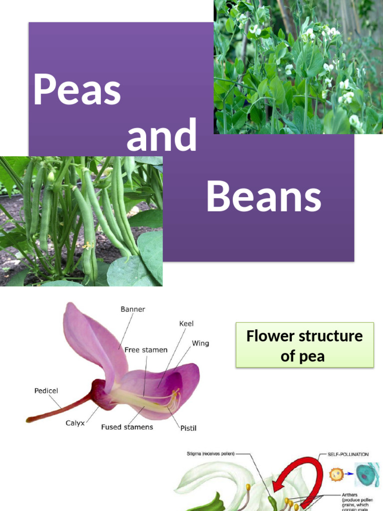 Pea Beans | PDF