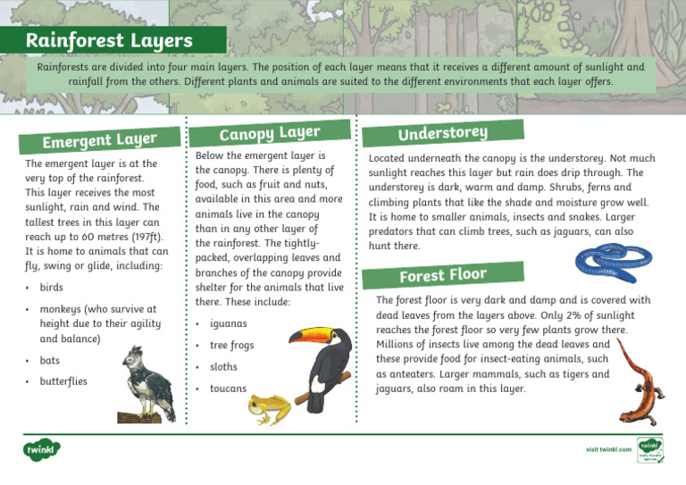 Layers of The Rainforest | PDF