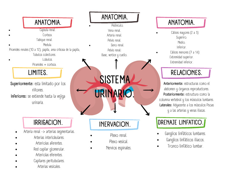 Mapa Conceptual Sistema Urinario | PDF