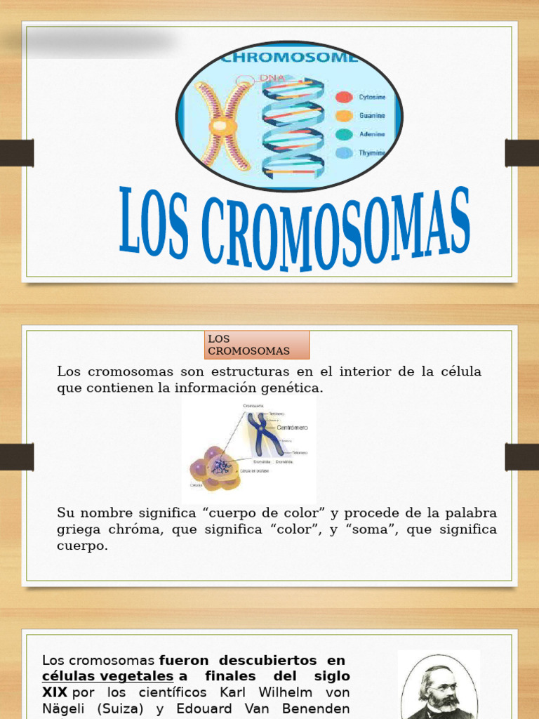 Los Cromosomas | PDF