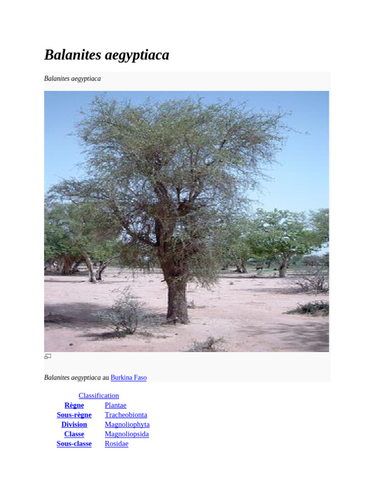 Balanites Aegyptiaca | PDF