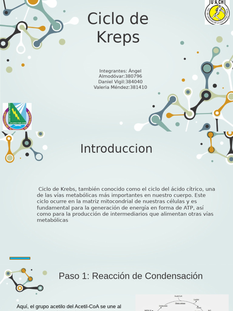 Ciclo de Kreps Presentacion TT | PDF