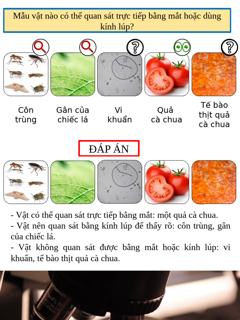 Bai 4 Su Dung Kinh Hien VI Quang Hoc KNTT | PDF