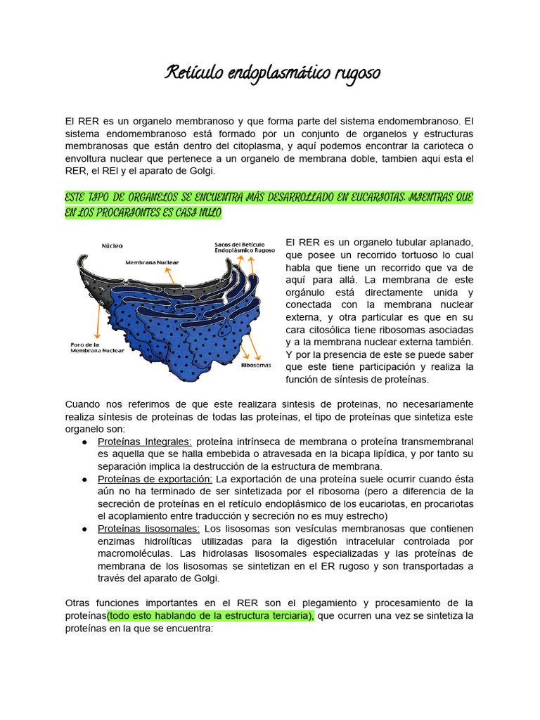 Biocel Prueba 2 - Luko | PDF