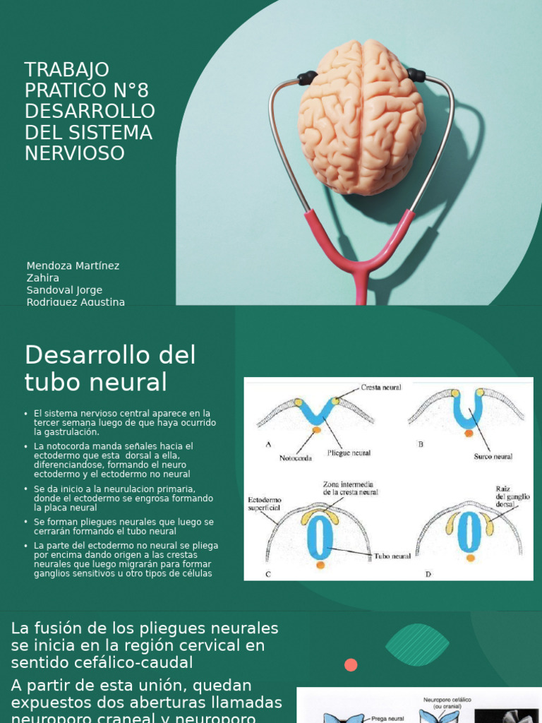Tp8 Sistema Nervioso | PDF