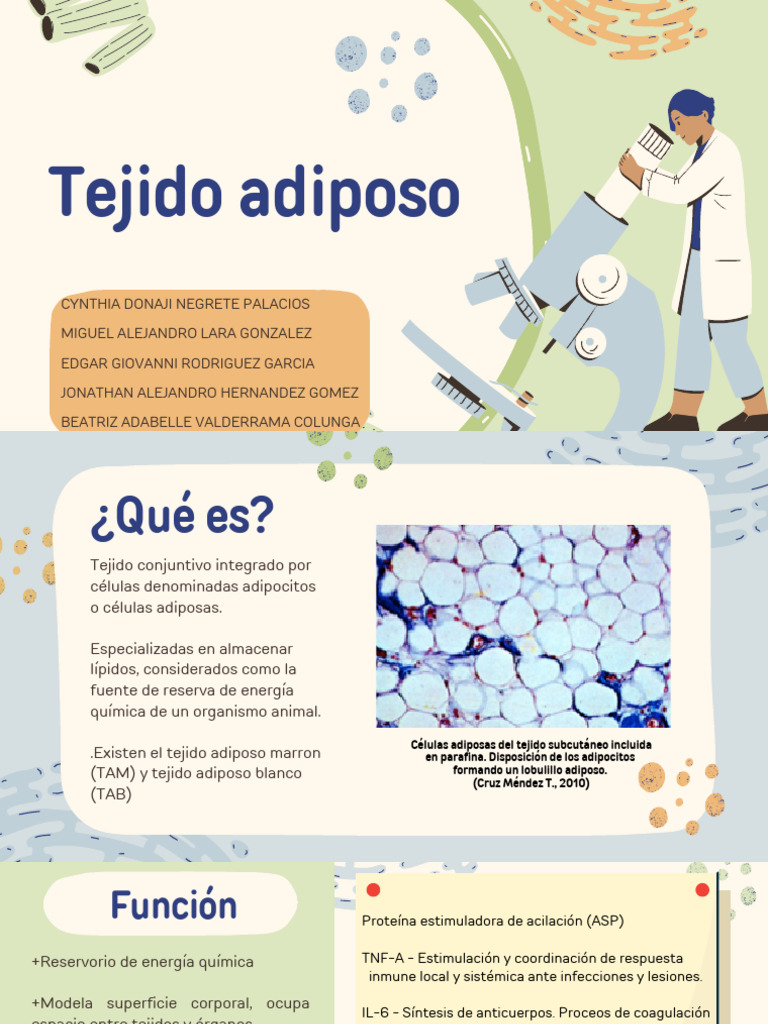 Tejido adiposo.pdf | PDF