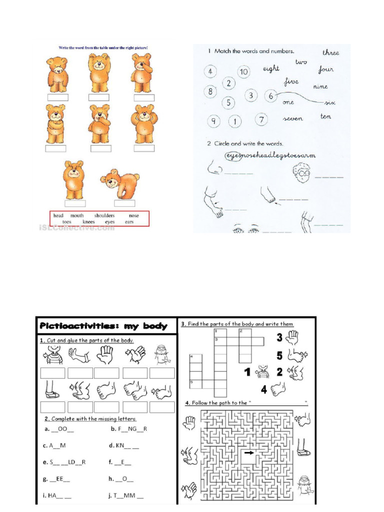 Body Worksheets | PDF