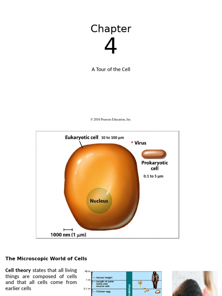 Cell Structure - Chp4-Part1 | PDF