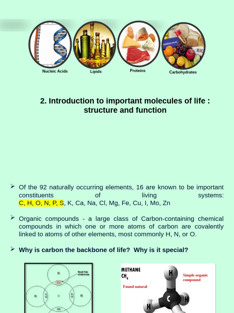 Molecules of Life - 24-25 | PDF