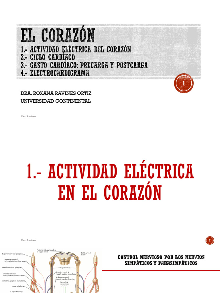 CLASE_6_FISIO[1] | PDF