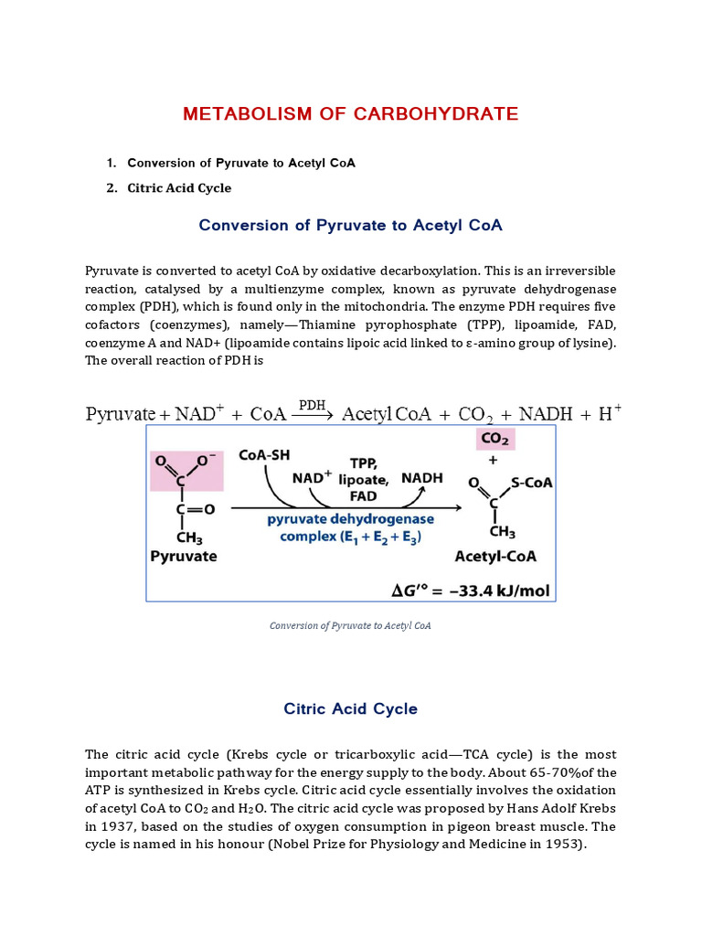 METABOLISM OF CARBOHYDRATE-TCA cycle | PDF