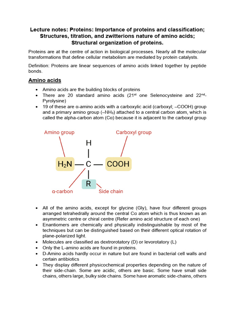 Proteins | PDF
