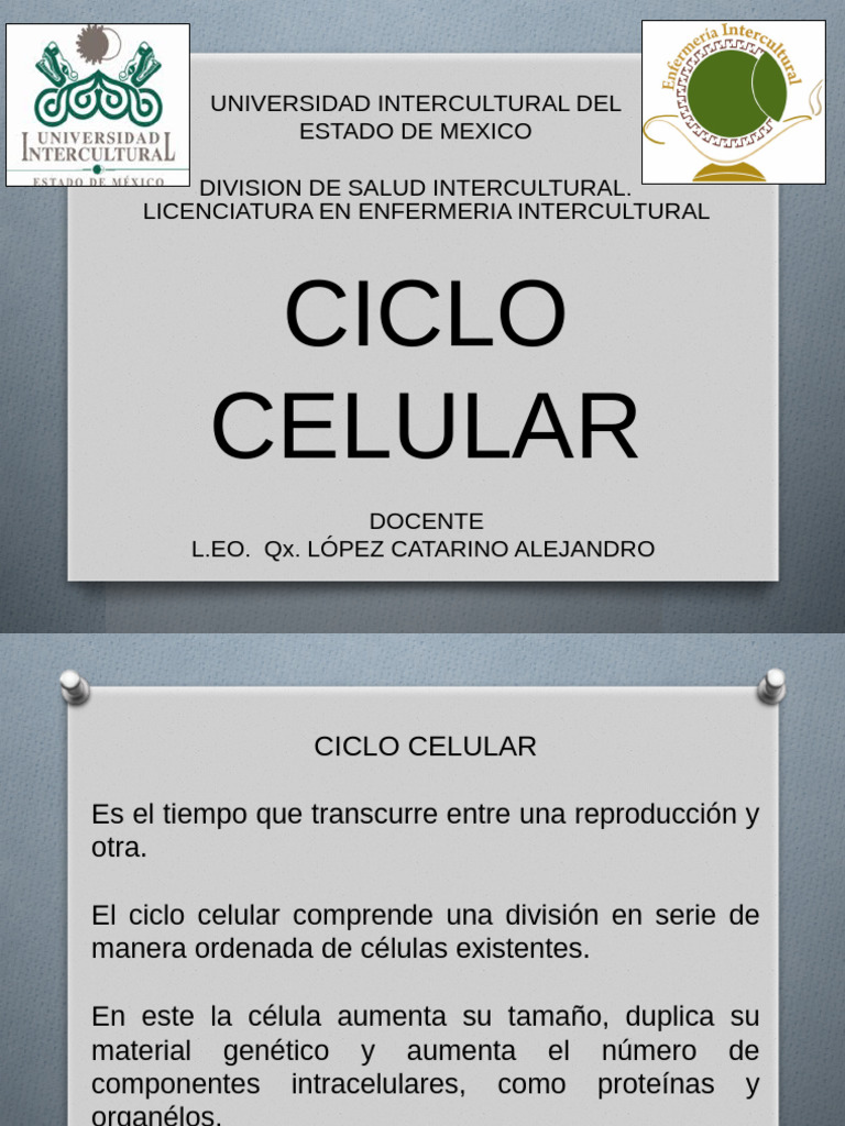 Ciclo Celular | PDF
