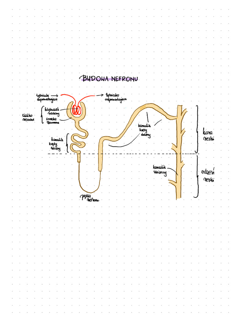 Budowa Nefronu | PDF