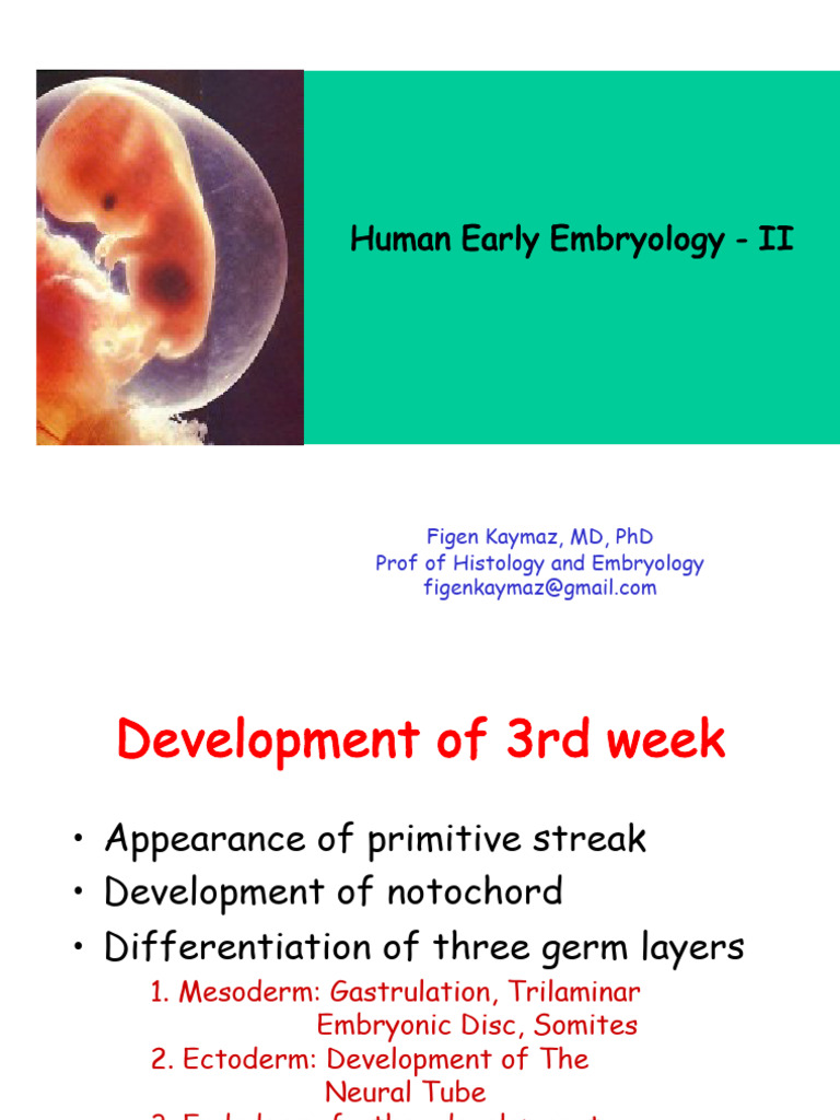 Embryology II | PDF