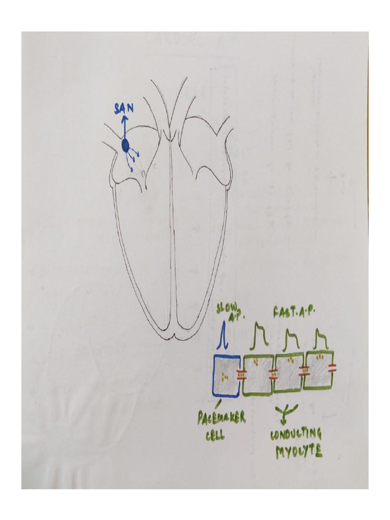 Cardiac Action Potential-Rotated | PDF