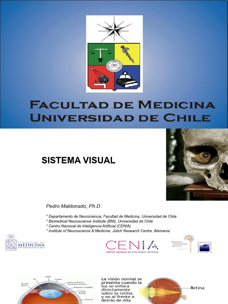 Comparación de Conos y Bastones en Visión | PDF | Percepción visual ...