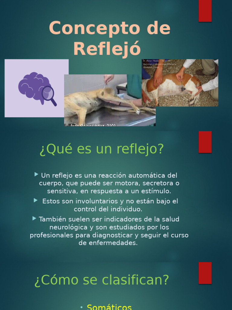 Concepto de Reflejo | PDF | Neurona | Sistema nervioso