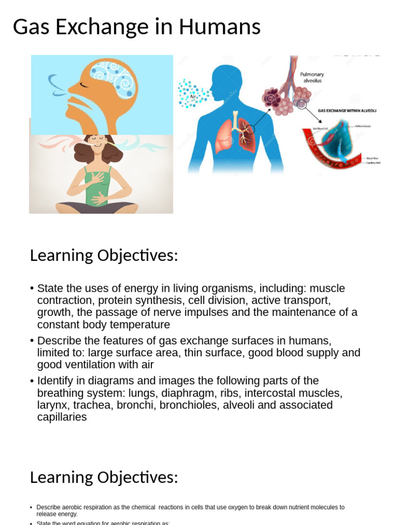 Human Gas Exchange and Respiration | PDF | Respiratory System | Wellness