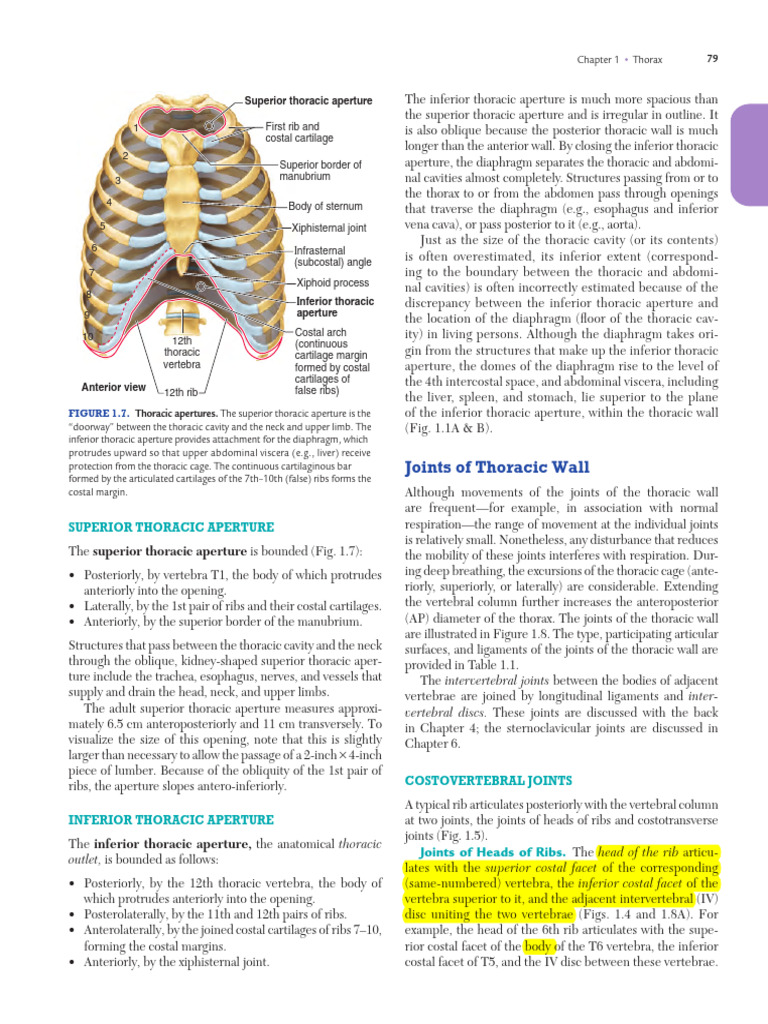 Joints (Thoracic Wall) | PDF