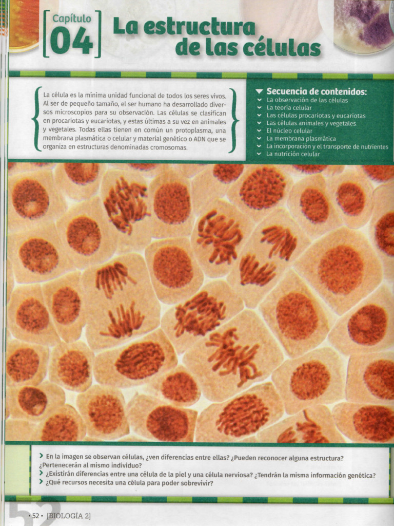 La Estructura de Las Células. | PDF