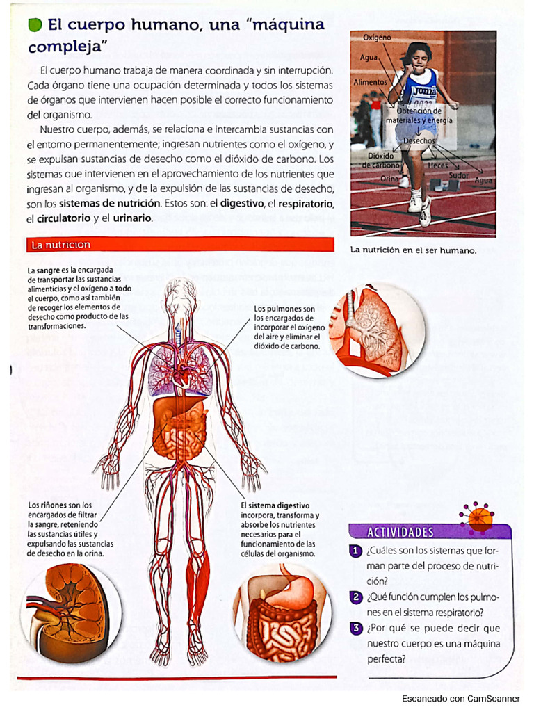Los Sistemas Del Cuerpo Humano 7° | PDF
