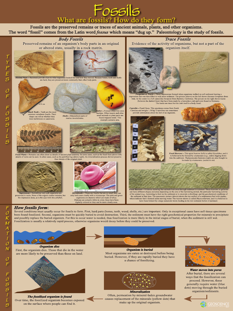 Fossils - How They Are Formed - Geoscience Poster | PDF