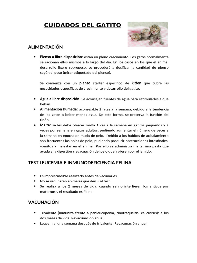 Cuidados Del Gatito | PDF