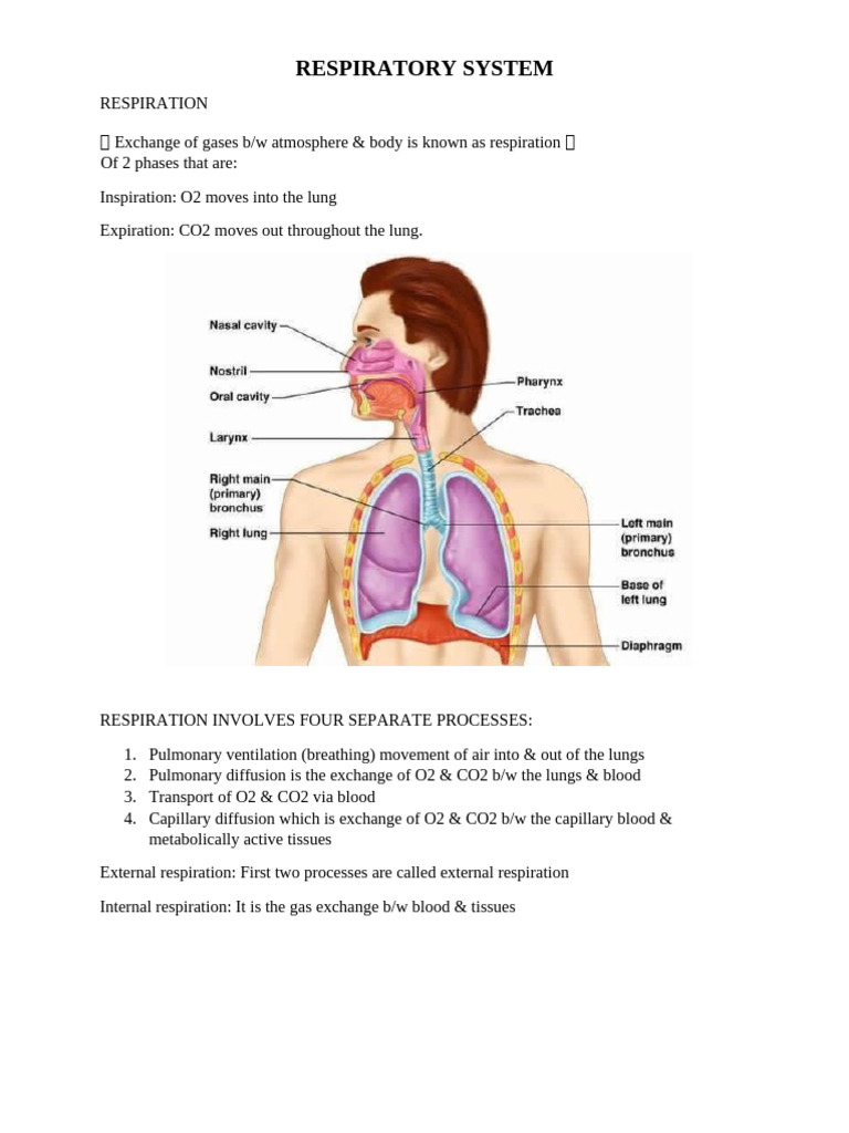 Respiration Notes Updated | PDF