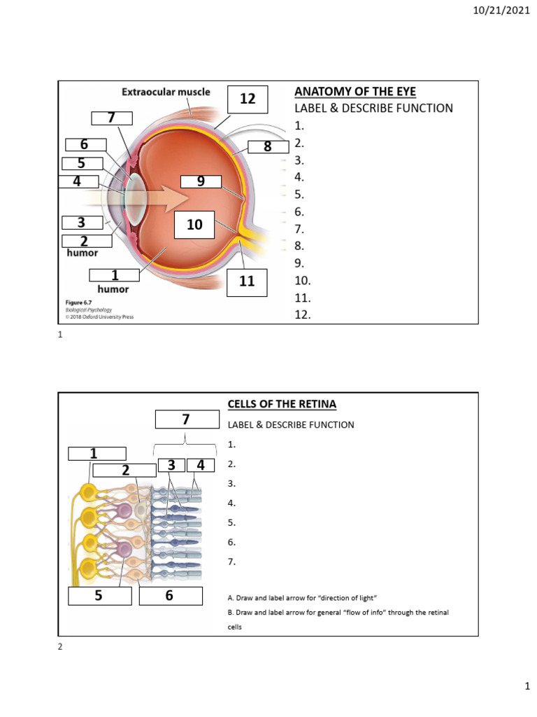 Student Activity - The Eye and Phototransduction | PDF