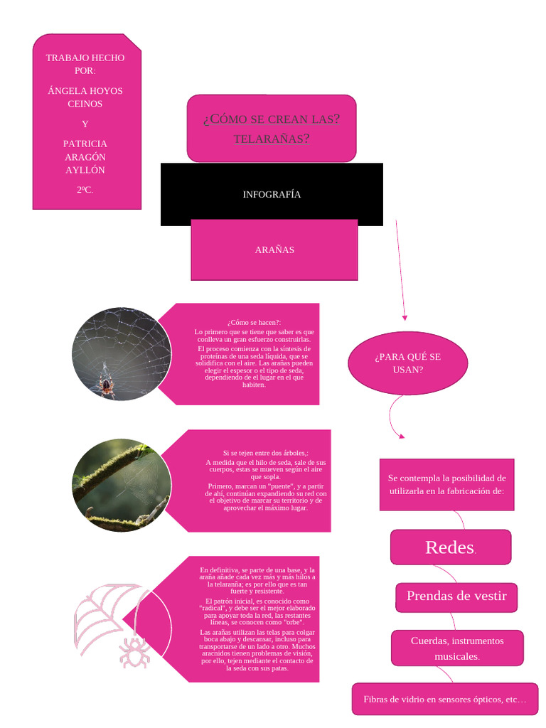 Trabajo Arañas | PDF
