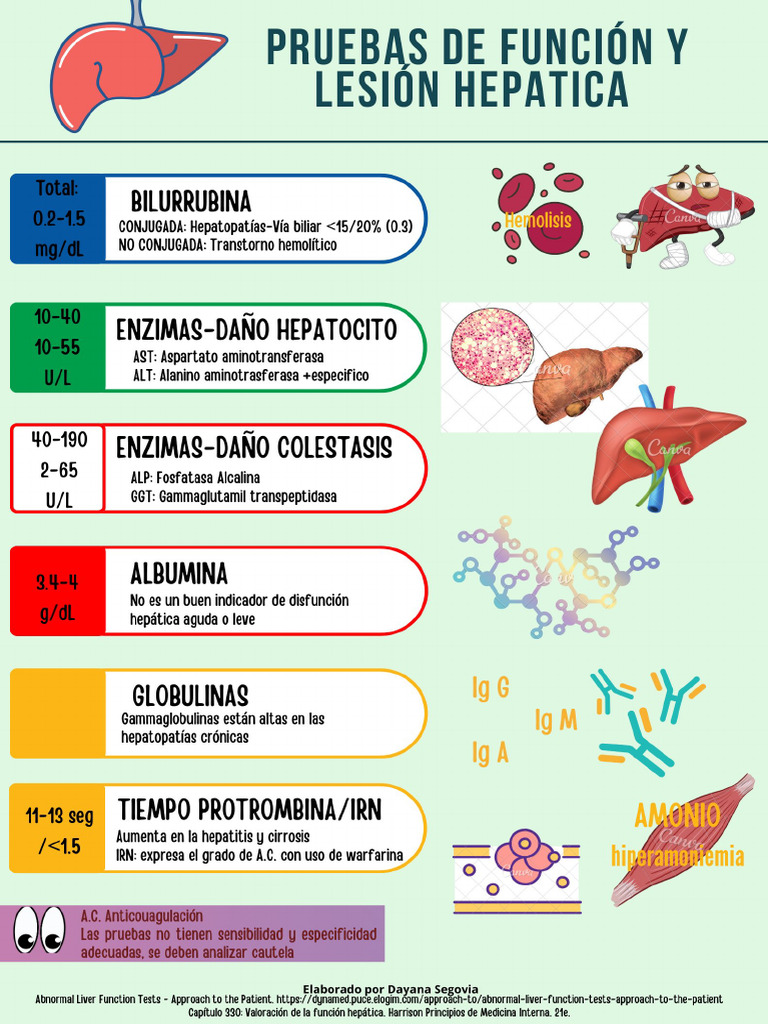 Infografía De Pruebas Hepatomas Pdf