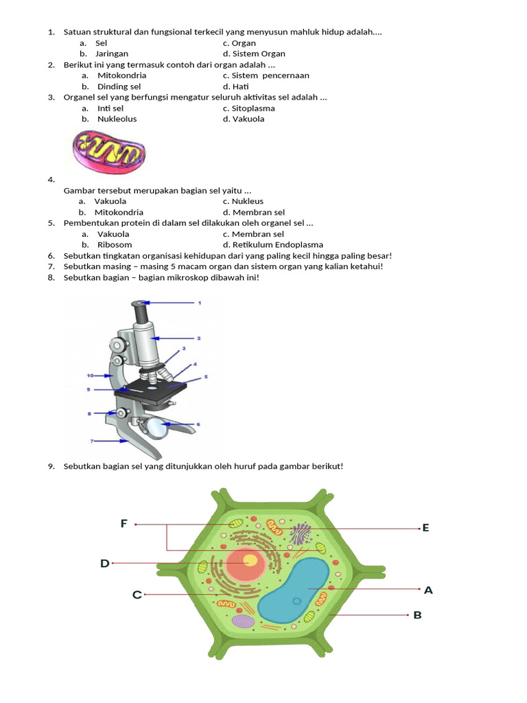 Soal Sel Hewan dan Tumbuhan Kelas 8 | PDF | Sains & Matematika | Dewasa ...
